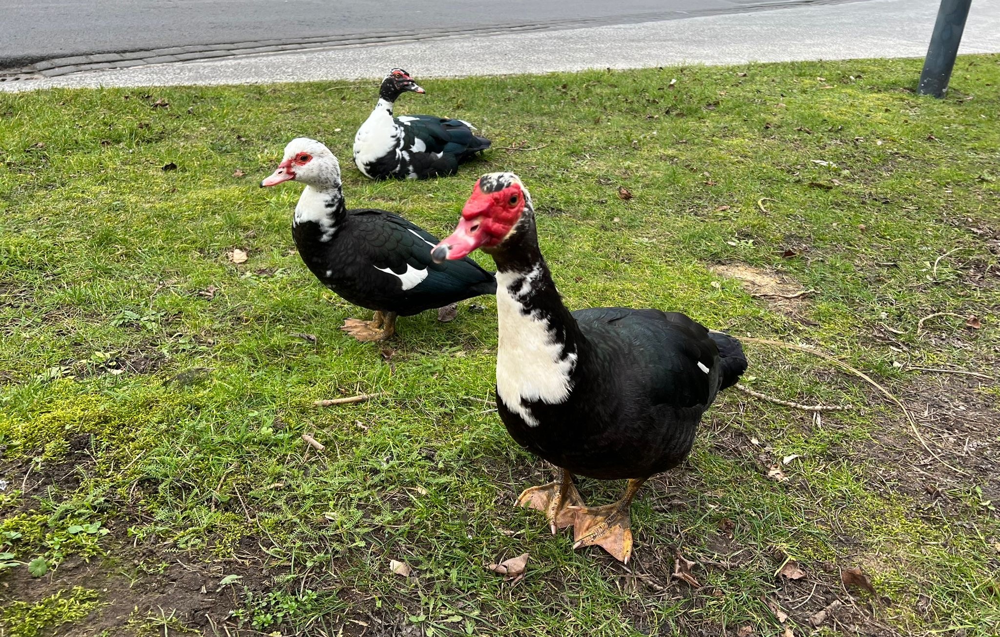 Muskuseenden uit Saendelft verhuizen naar dierenopvang - Gemeente Zaanstad