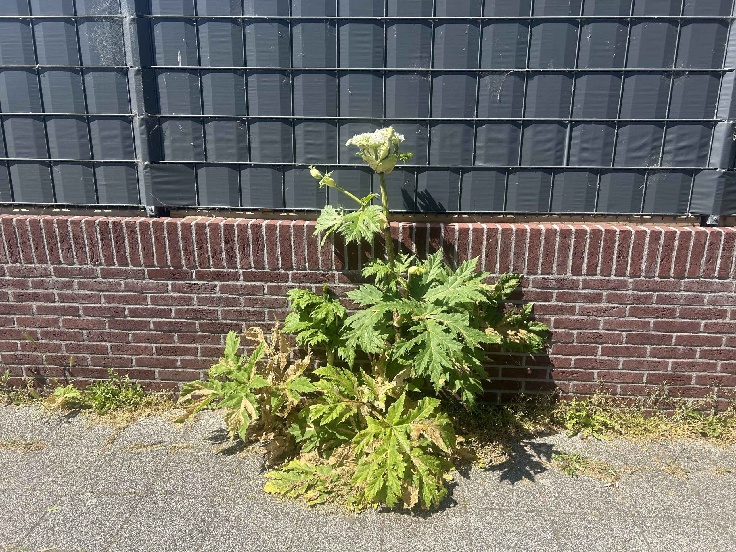 De Japanse Duizendknoop en de Reuzenberenklauw te lijf - Gemeente Zaanstad